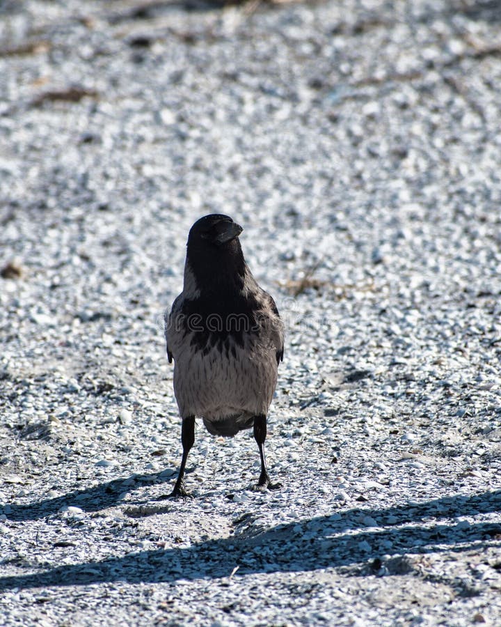 Gray Crow (Corvus Tristis) in the Forest Stock Image - Image of tristis ...