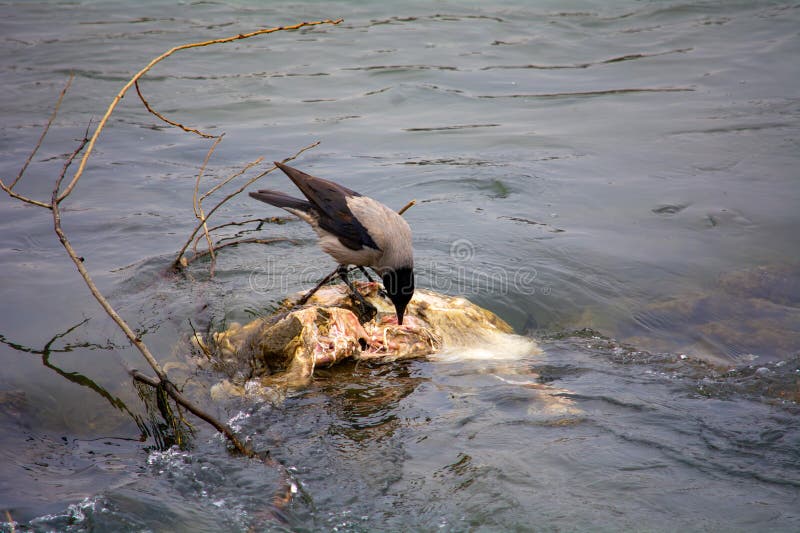 Black Bare Same As Stock Photos - Free & Royalty-Free Stock Photos from ...