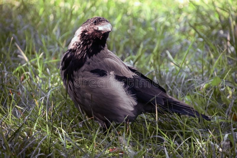 Gray Ñ row stock photo. Image of ordinary, close, crow - 76580144