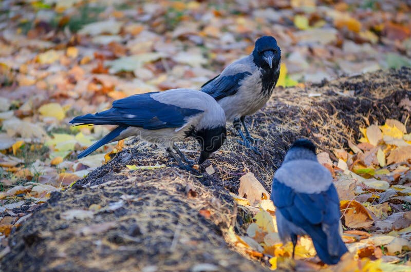 Gray Crow Digging Worms in Autumn Park Stock Photo - Image of close ...