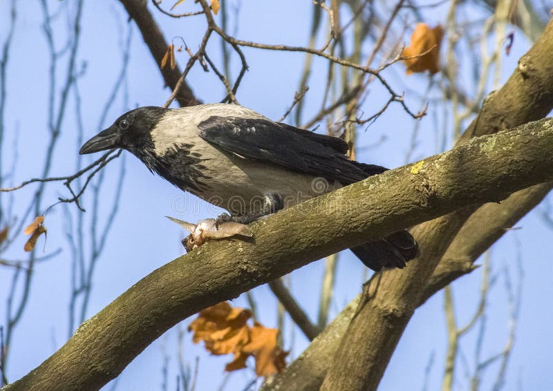 A Gray Crow Eats a Caught Fish while Sitting on a Tree Branch Stock Photo - Image of blue, beak ...