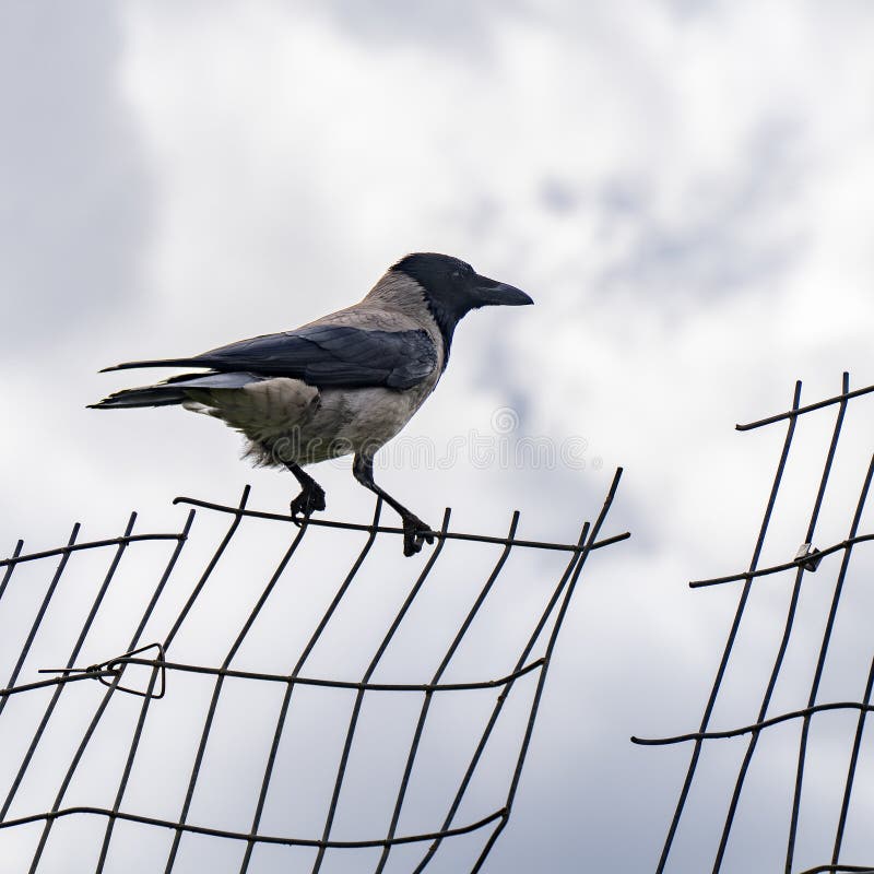 A Gray Crow on a Fence stock photo. Image of crow, fauna - 315977036