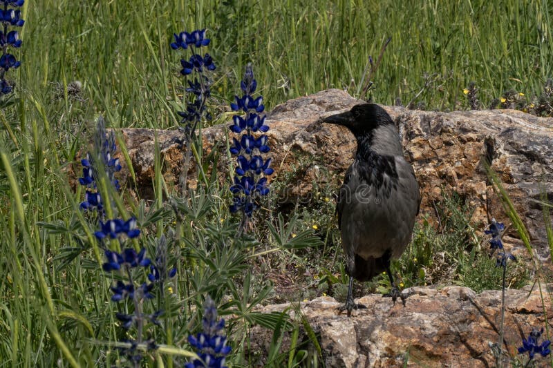 A Gray Crow in a Field with Blue Lupines Stock Photo - Image of fauna ...