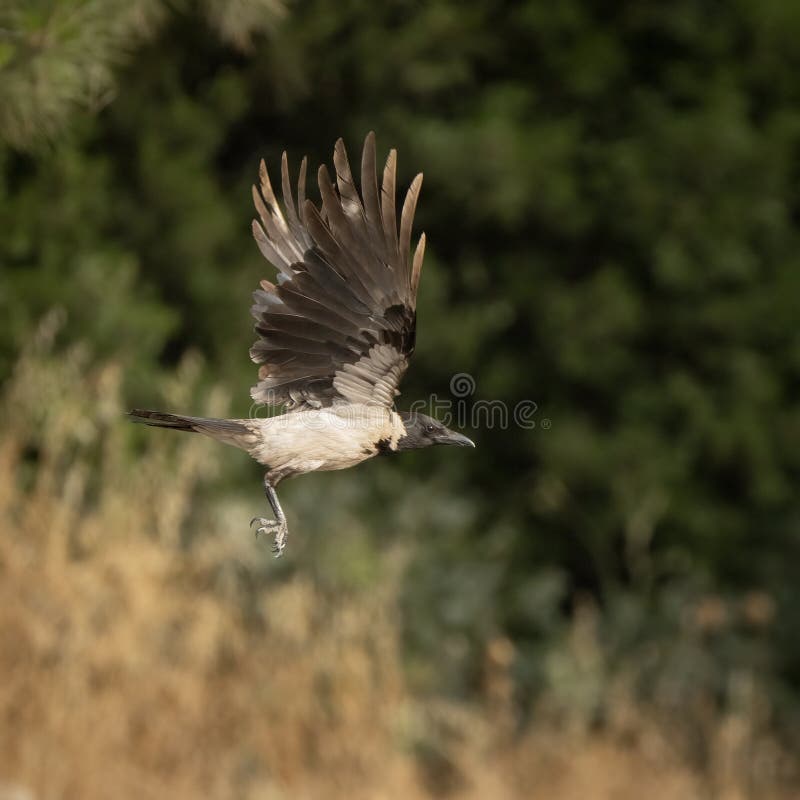 A Gray Crow at Flight stock image. Image of bird, hooded - 332275727