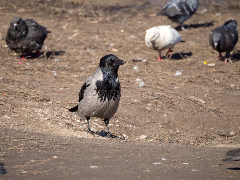 Crow and flock of pigeons stock image. Image of ground - 252804209