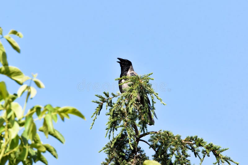 Gray Crow High on Tree Branches Stock Photo - Image of flower, branch ...