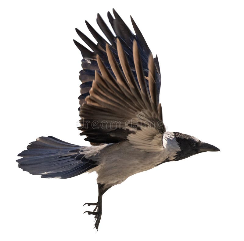 Gray Crow Bird with Large Black Wings Stock Image - Image of animals ...
