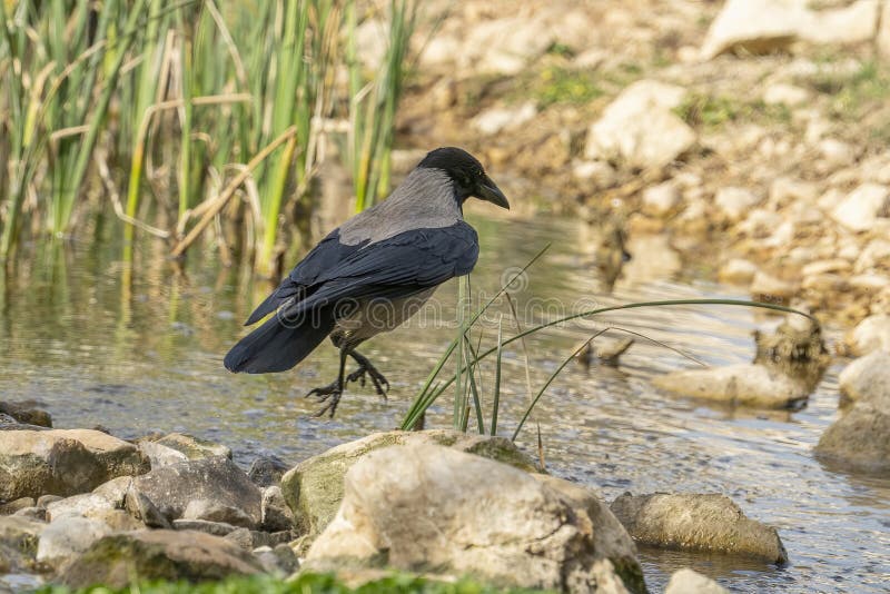Crow Leaping Stock Photos - Free & Royalty-Free Stock Photos from ...