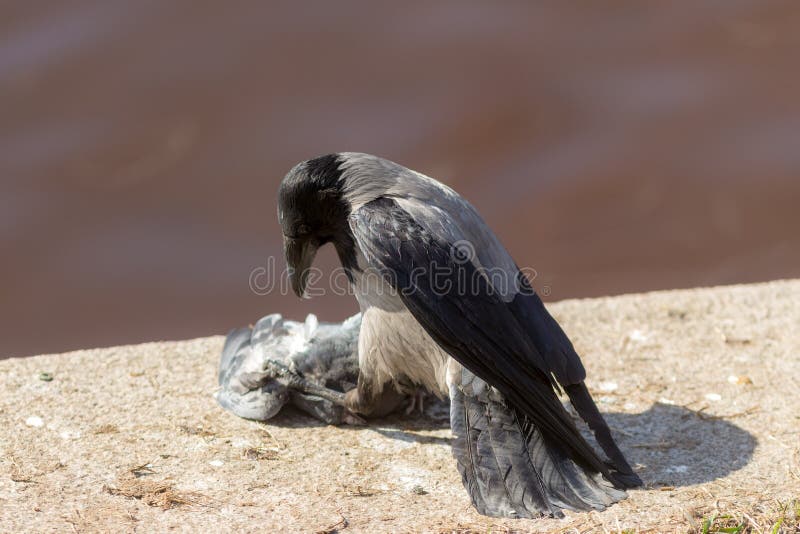 Gray crow and pigeon stock photo. Image of ground, attack - 246568876