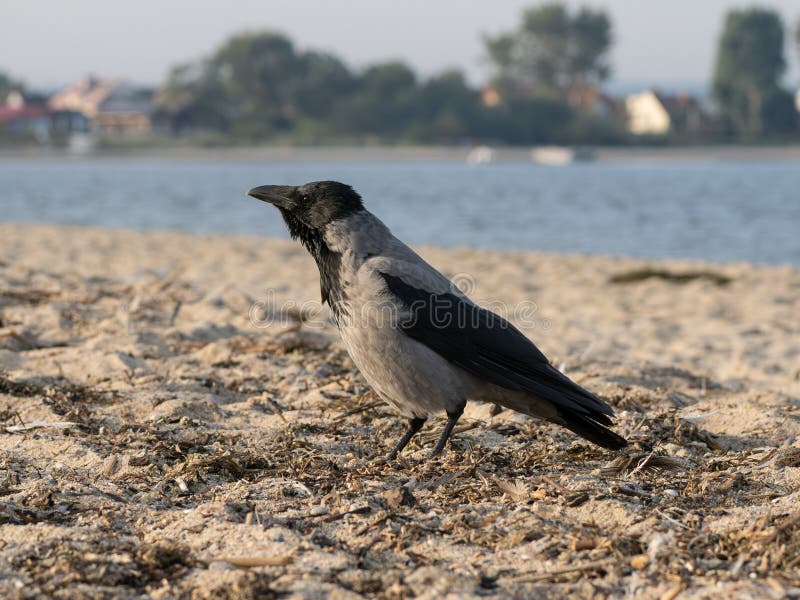 A gray crow stock image. Image of wings, wing, beach - 343179315