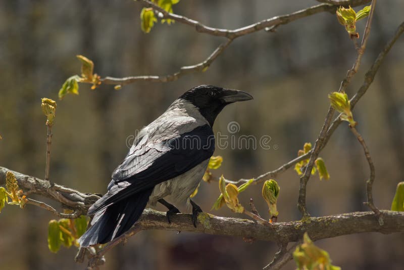 A Gray Crow Sits on a Branch of a Chestnut Tree and Looks into the ...