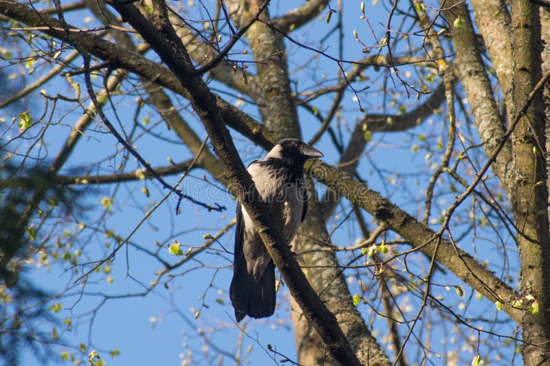 Gray Crow Sits on a Branch of a Linden Tree Stock Photo - Image of ...