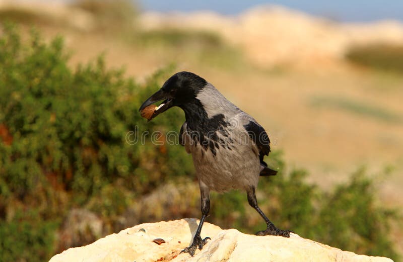 Gray crow sits on a stone stock photo. Image of nuts - 132623100