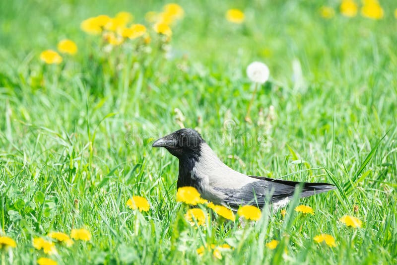 Crow Walking through the Grass Stock Image - Image of raven, cornix ...