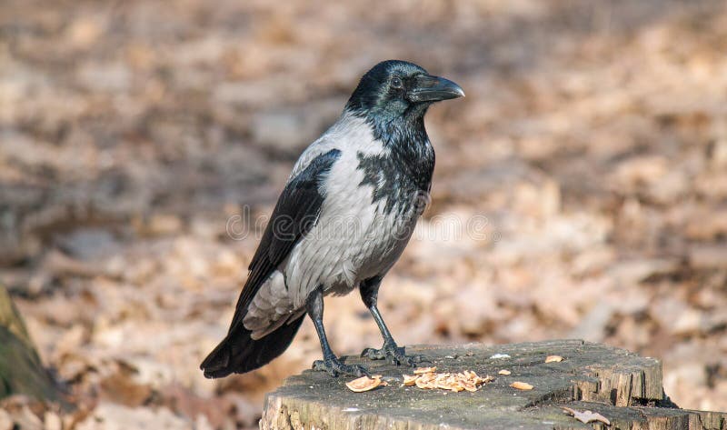 Gray Crow Stands on a Stump Stock Image - Image of branch, white: 309899085