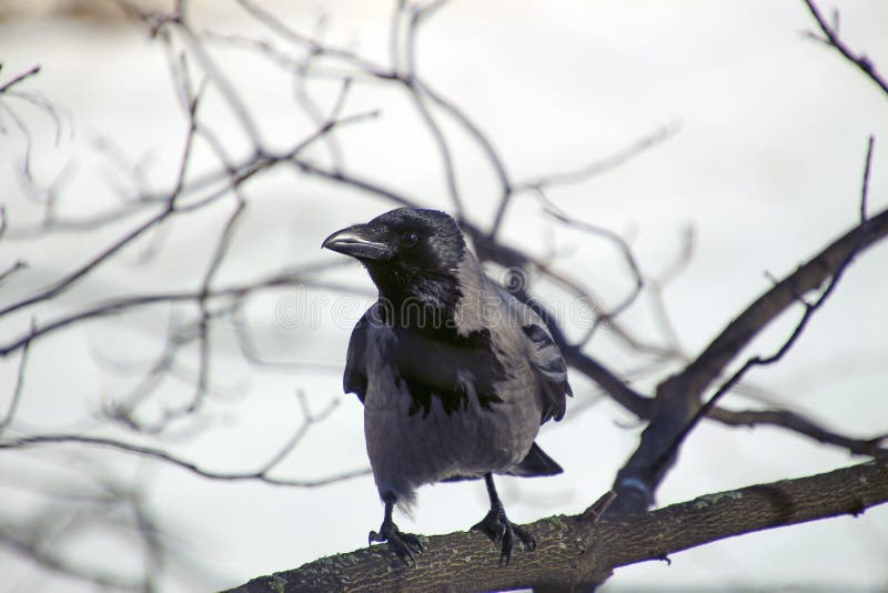 Gray crow on a tree branch stock photo. Image of color - 150267536