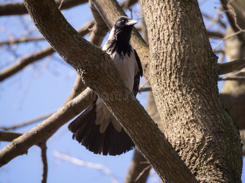 Gray crow on a tree branch stock image. Image of nature - 218775919