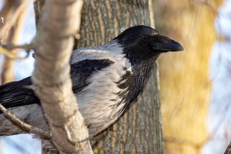 Crow on the tree branch stock photo. Image of yellow - 202884096