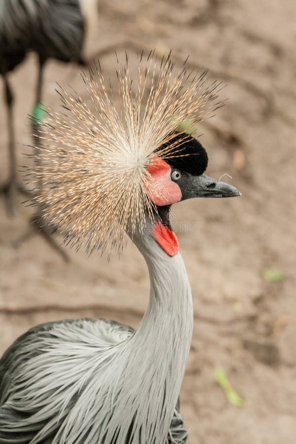 Gray Crowned Crane stock image. Image of birds, crane - 89529993