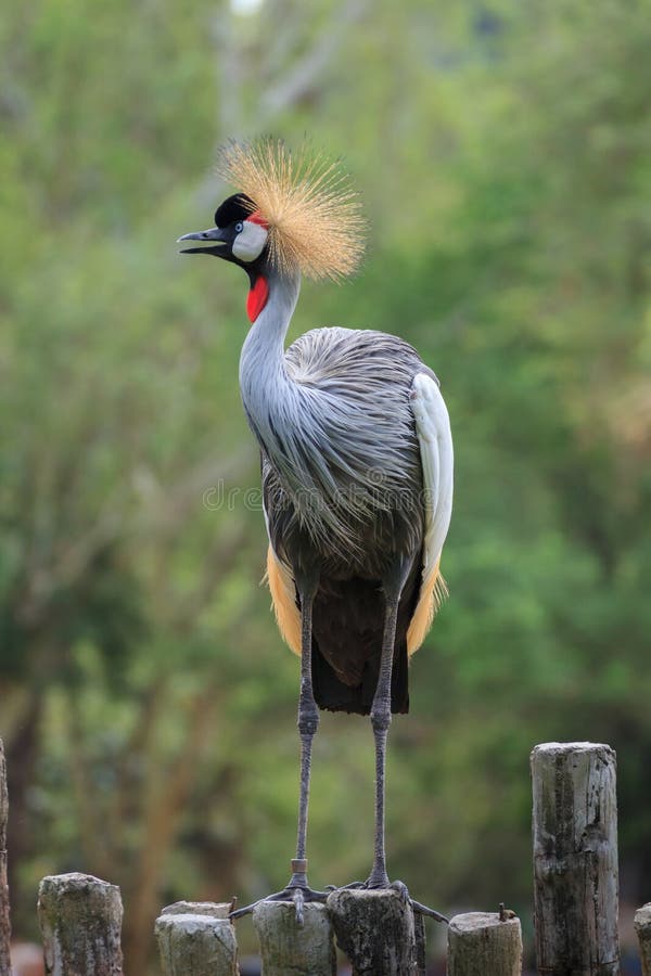 Gray crowned crane stock image. Image of mate, large - 16114449