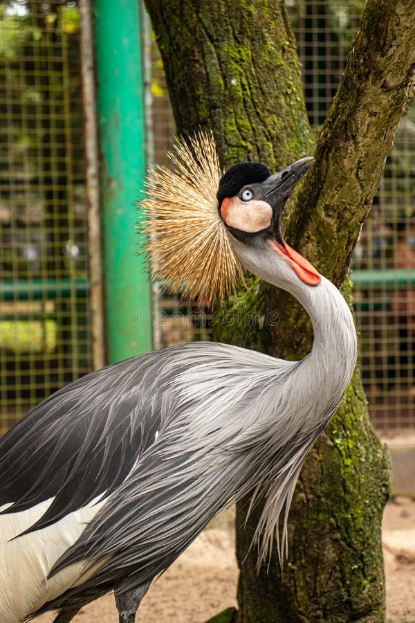 The Gray Crowned Crane Looks Up Stock Photo - Image of crane, portrait ...