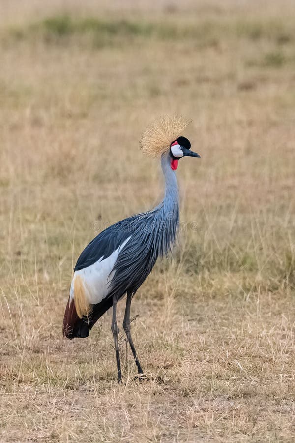 Gray Crowned Crane Standing on Grassland Stock Image - Image of african ...