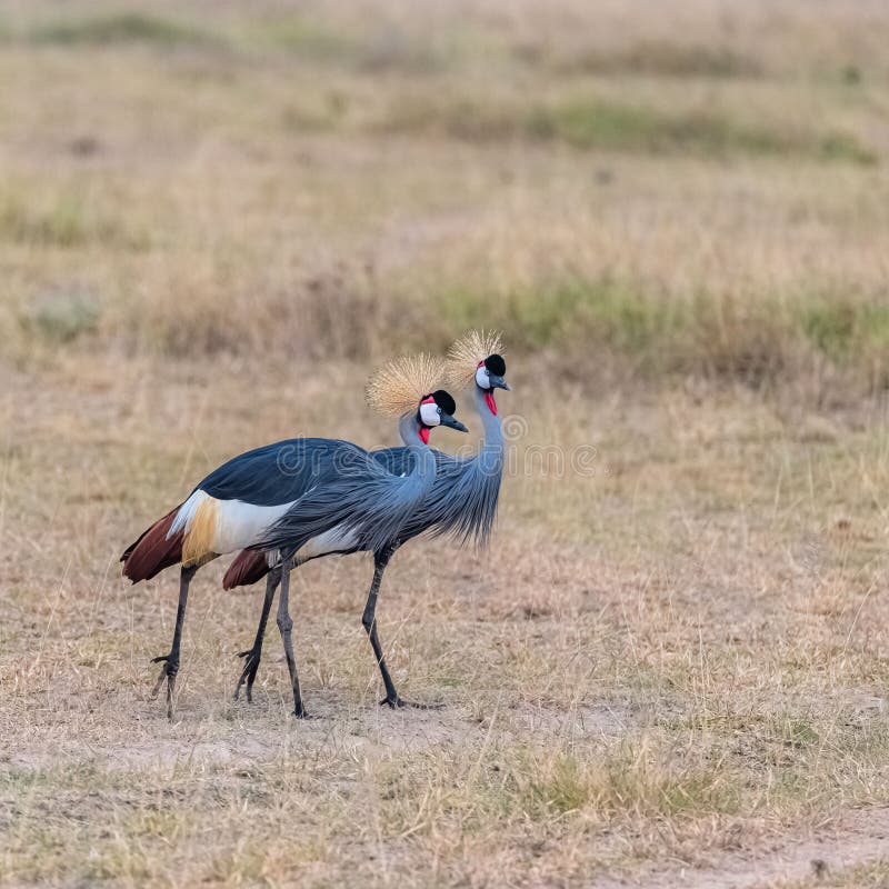 Gray Crowned Cranes Standing on Grassland Stock Image - Image of ...