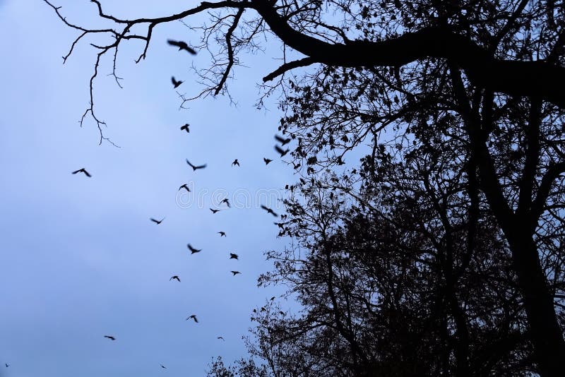 Gray Crows are Going To Spend the Night Stock Photo - Image of crow ...