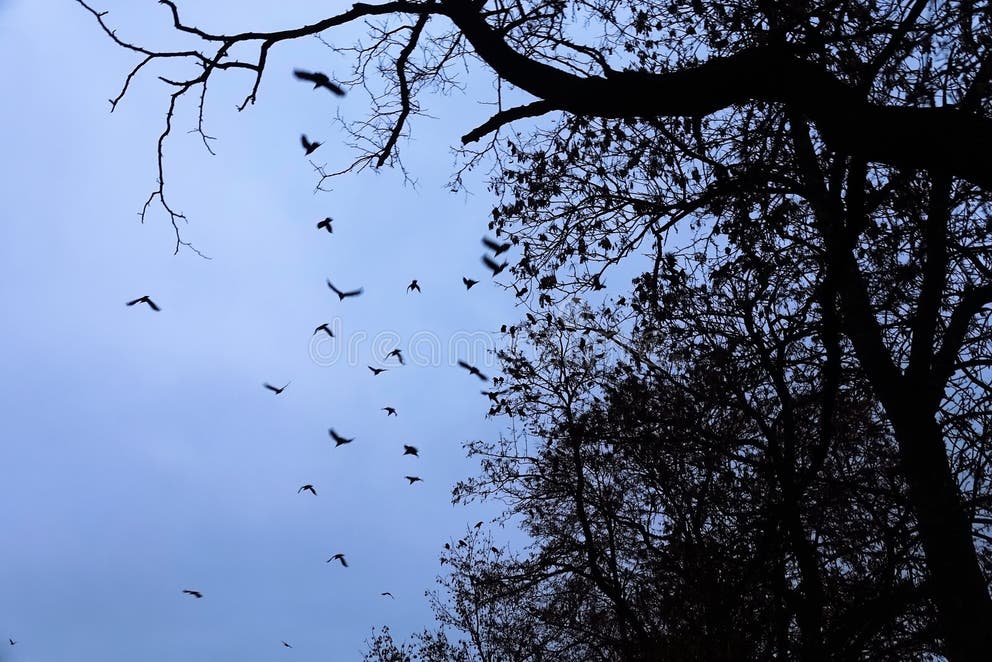 Gray Crows are Going To Spend the Night Stock Photo - Image of crow ...