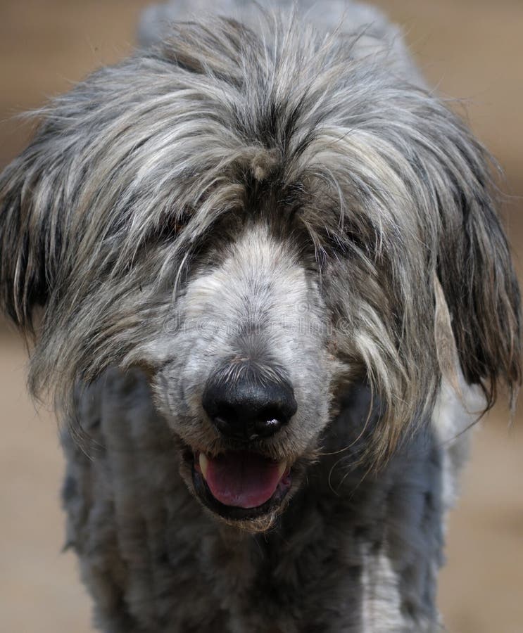 Gray cur stock image. Image of stray, coat, muzzle, grey - 7083747