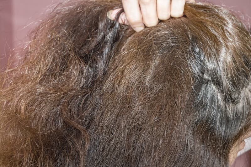 Gray Curly Hair. the Regrown Hair Roots. Stock Image - Image of adult ...