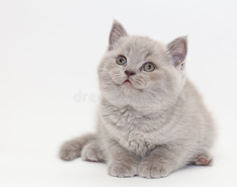 Gray cute little kitten stock image. Image of lying, kitten - 45559933