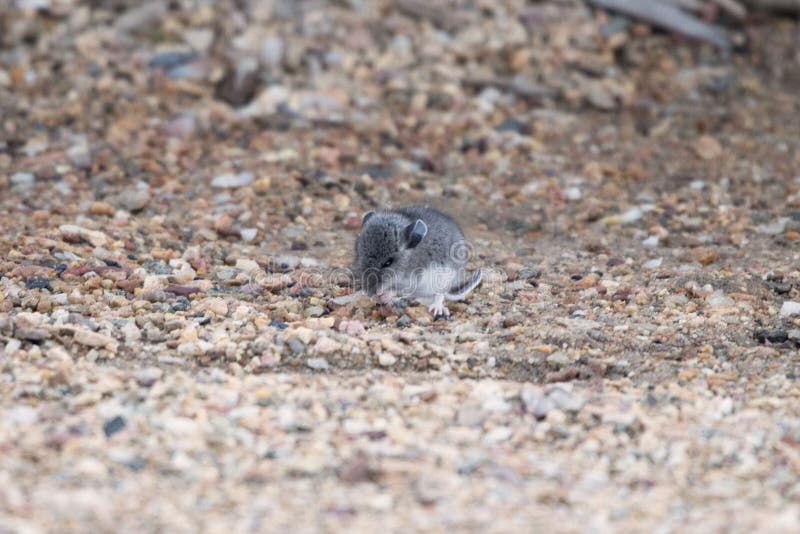 Gray Deer Mouse stock photo. Image of eating, grafix - 129784376