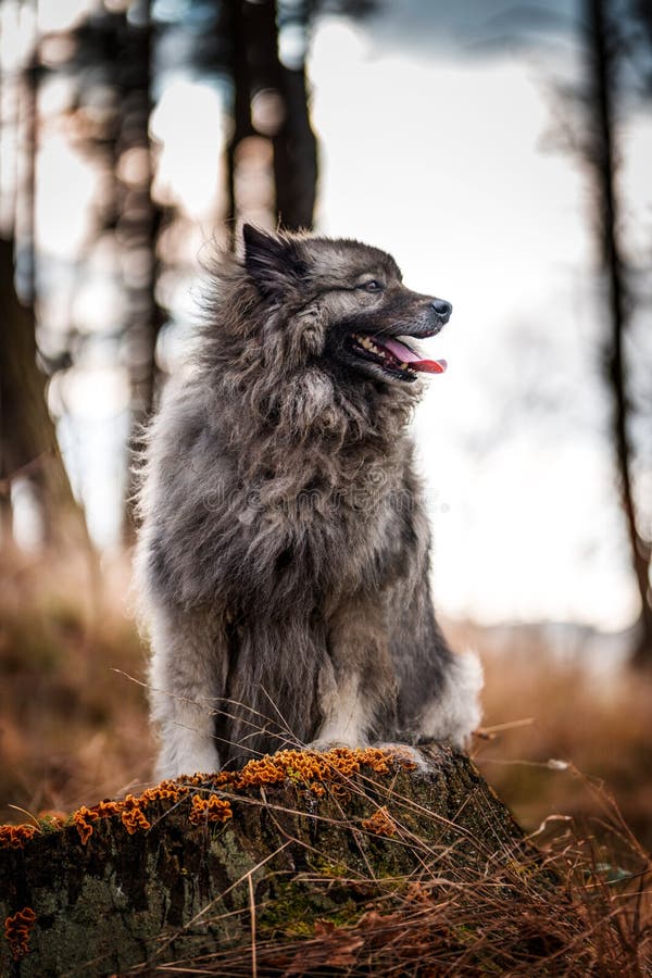 Gray dog Keeshond stock photo. Image of happy, cute - 168781660