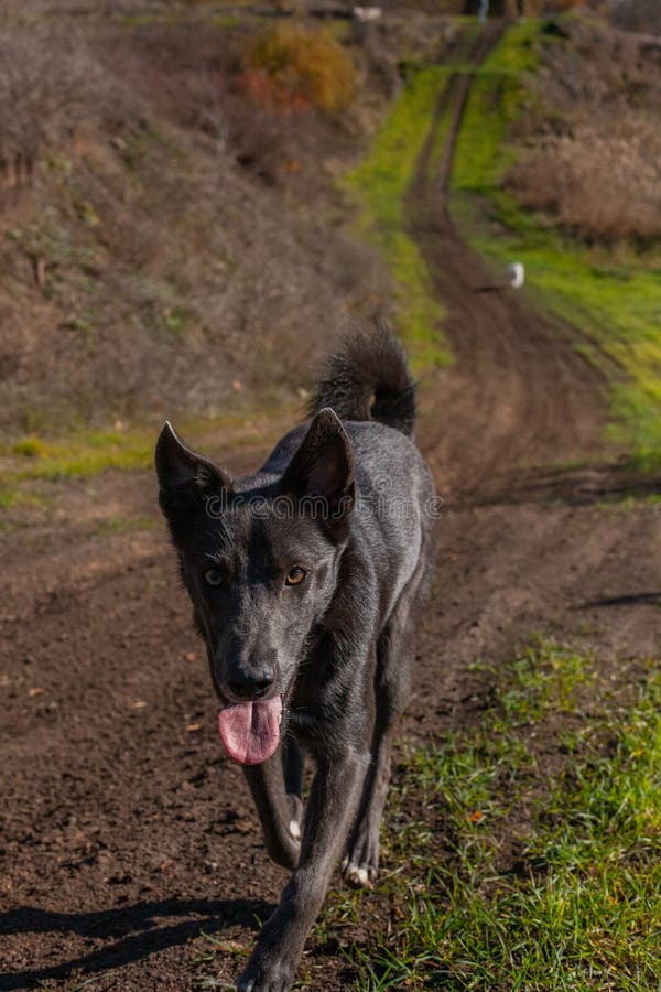 Collection of Walking With Dogs Photos - Dreamstime ID:66192
