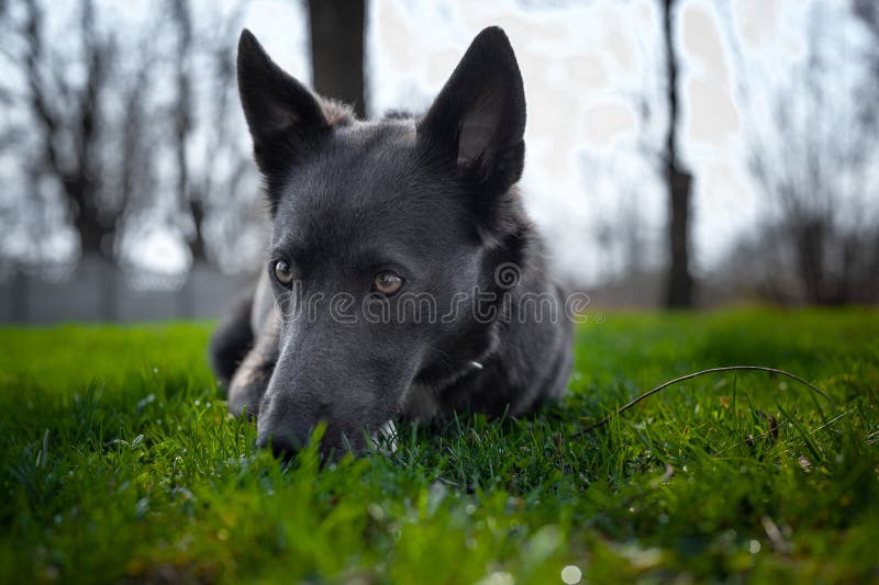 Gray Dog with White Spots on the Green Grass Stock Photo - Image of ...