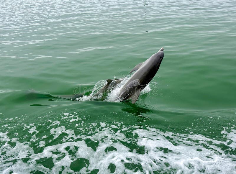 Gray Dolphin, Gulf of Mexico Water Stock Image - Image of dolphin ...