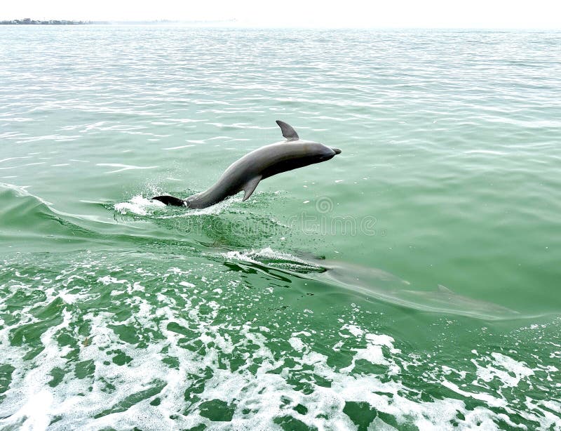 Gray Dolphin, Gulf of Mexico Water Stock Photo - Image of waves, gulf ...