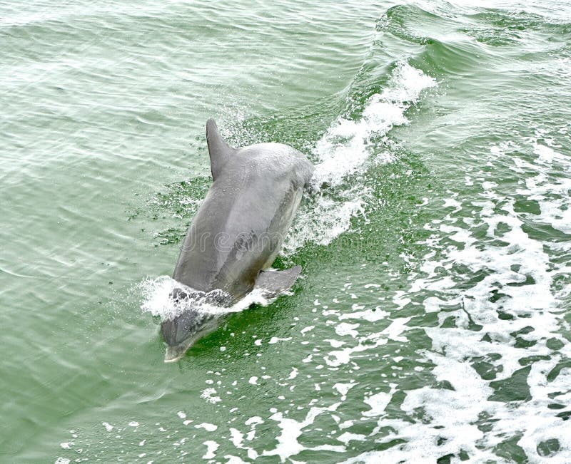 Gray Dolphin, Gulf of Mexico Water Stock Photo - Image of dolphin, gulf ...