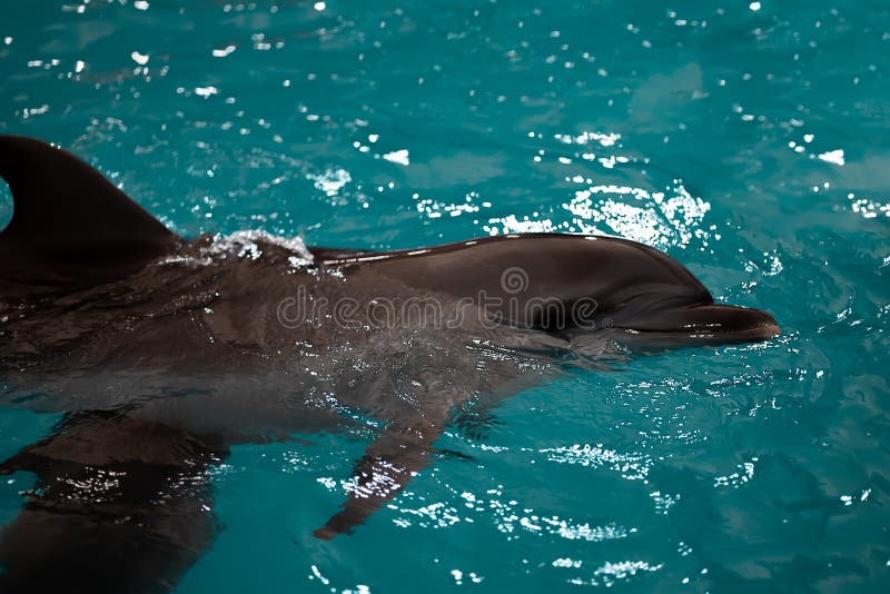 Gray Dolphin Stuck His Muzzle Out of the Water and Swims in the Pool ...