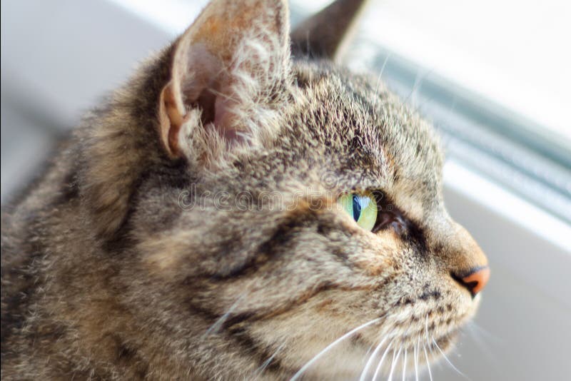 Gray Domestic Cat Side View Stock Photo - Image of gray, view: 123353802