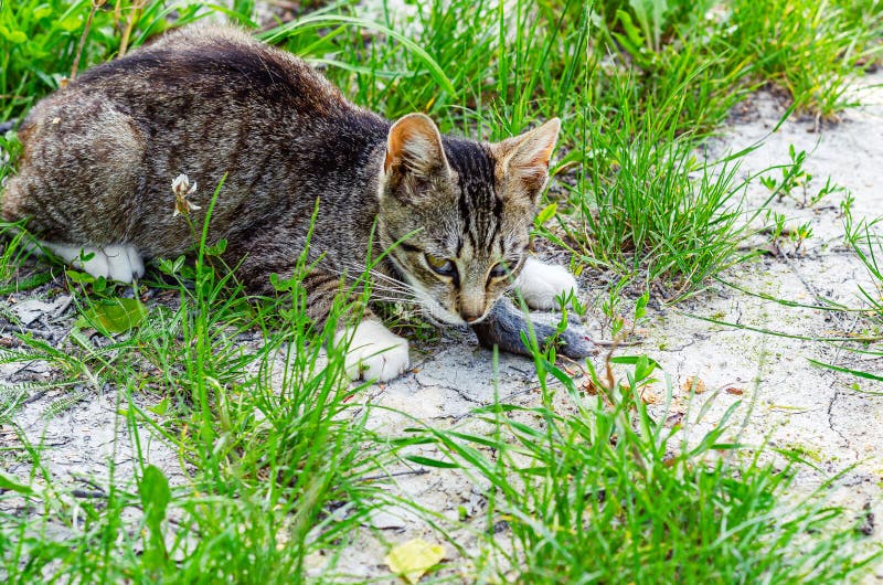 Gray Domestic Cat with White Paws Caught Mouse in Field. Cat is Lying ...