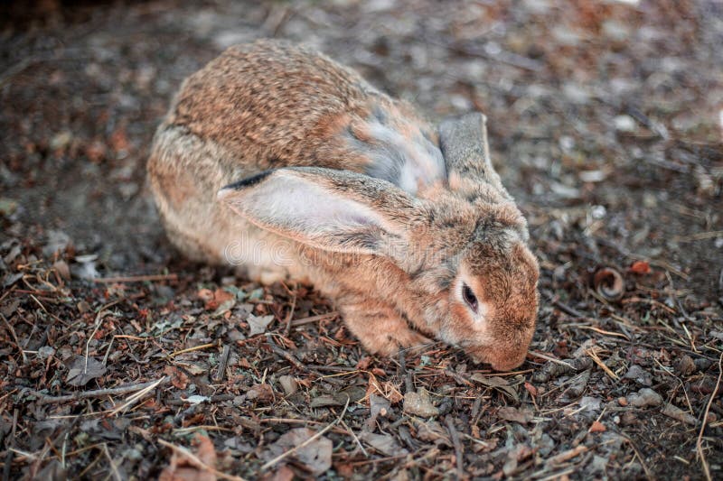 Gray Domestic Rabbit Sits on the Ground Huddled. Growing Pets Stock ...