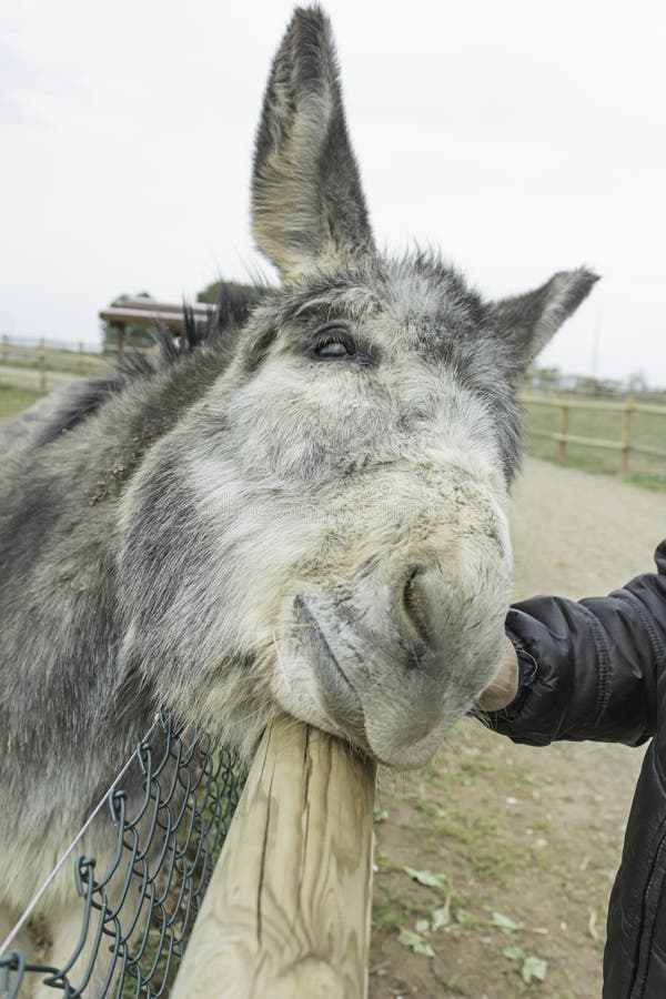 1,379 Donkey Barn Stock Photos - Free & Royalty-Free Stock Photos from ...