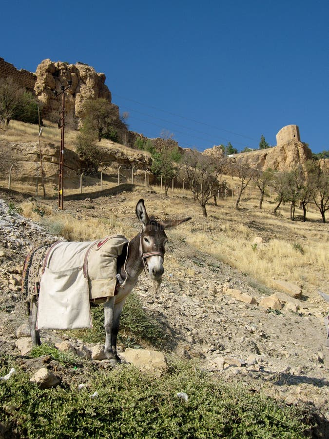 Gray Donkey with Cargo on His Back in the Mountains Stock Photo - Image ...