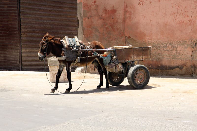 Hard-working donkey stock image. Image of motion, mammal - 5638763