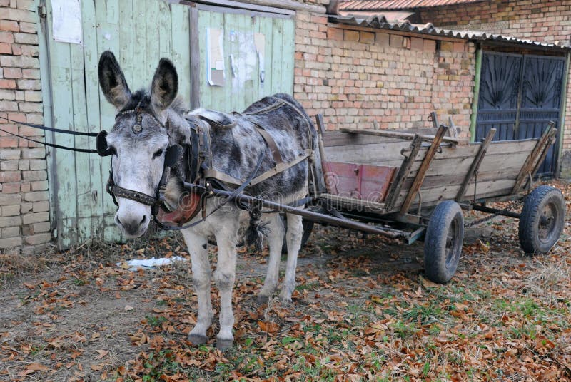 Gray Donkey and Empty Cart stock photo. Image of farm - 23841042