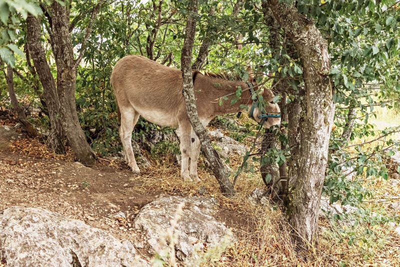 173 Donkey Edge Stock Photos - Free & Royalty-Free Stock Photos from ...