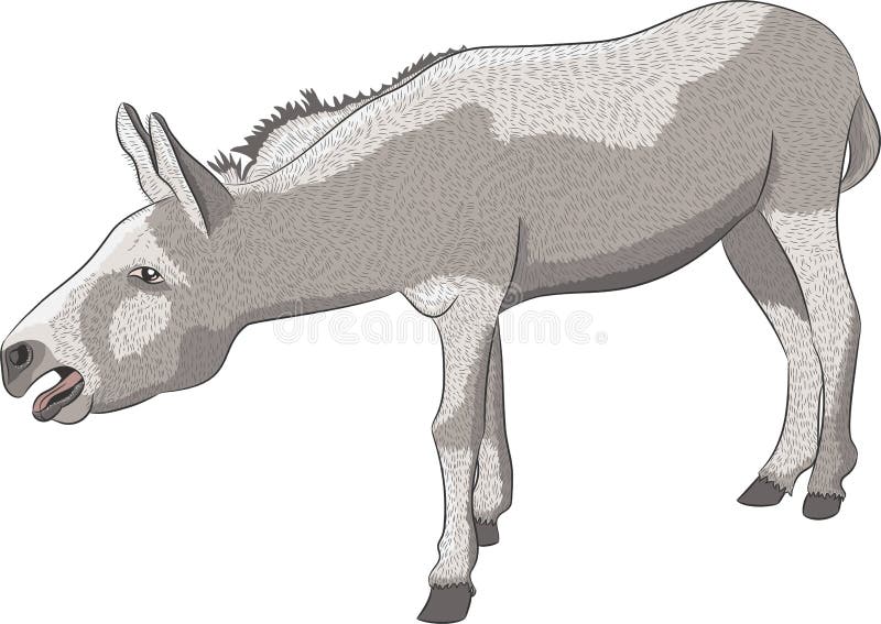 Drawing of a Domestic Donkey Isolated on a White Background. Stock ...