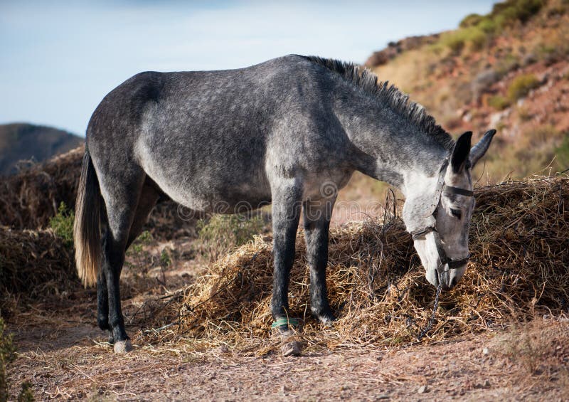 Gray donkey stock image. Image of persistence, straw - 34571323